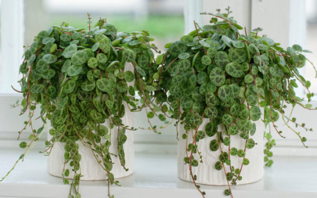 Peperomia Prostrata - String of turtles - Best 11 Garden Care Tips