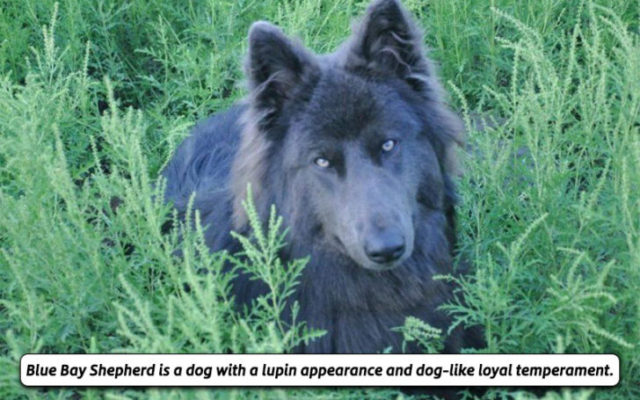 Los 10 mejores: todo sobre Blue Bay Shepherd, la raza de moda