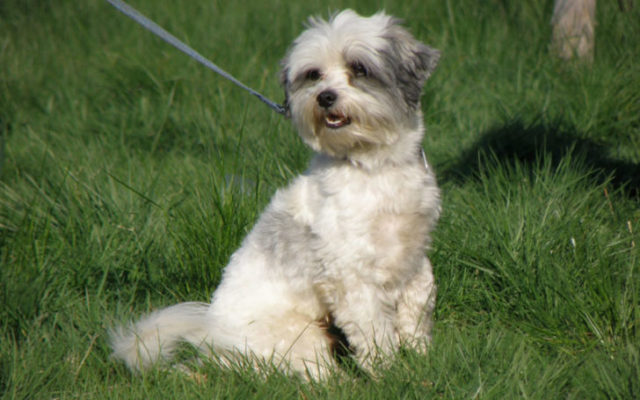 Best 7 Schnoodle Facts You Should Know Before You Purchasing