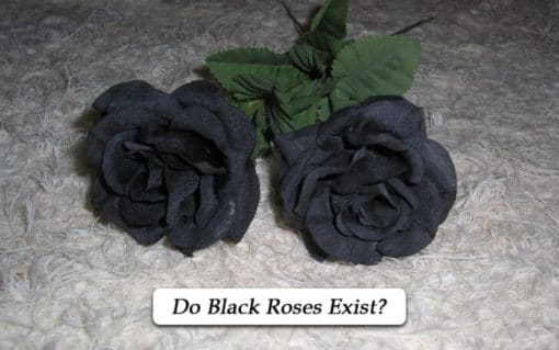 True Black Roses History, Meaning, & Symbolism - Best 2022
